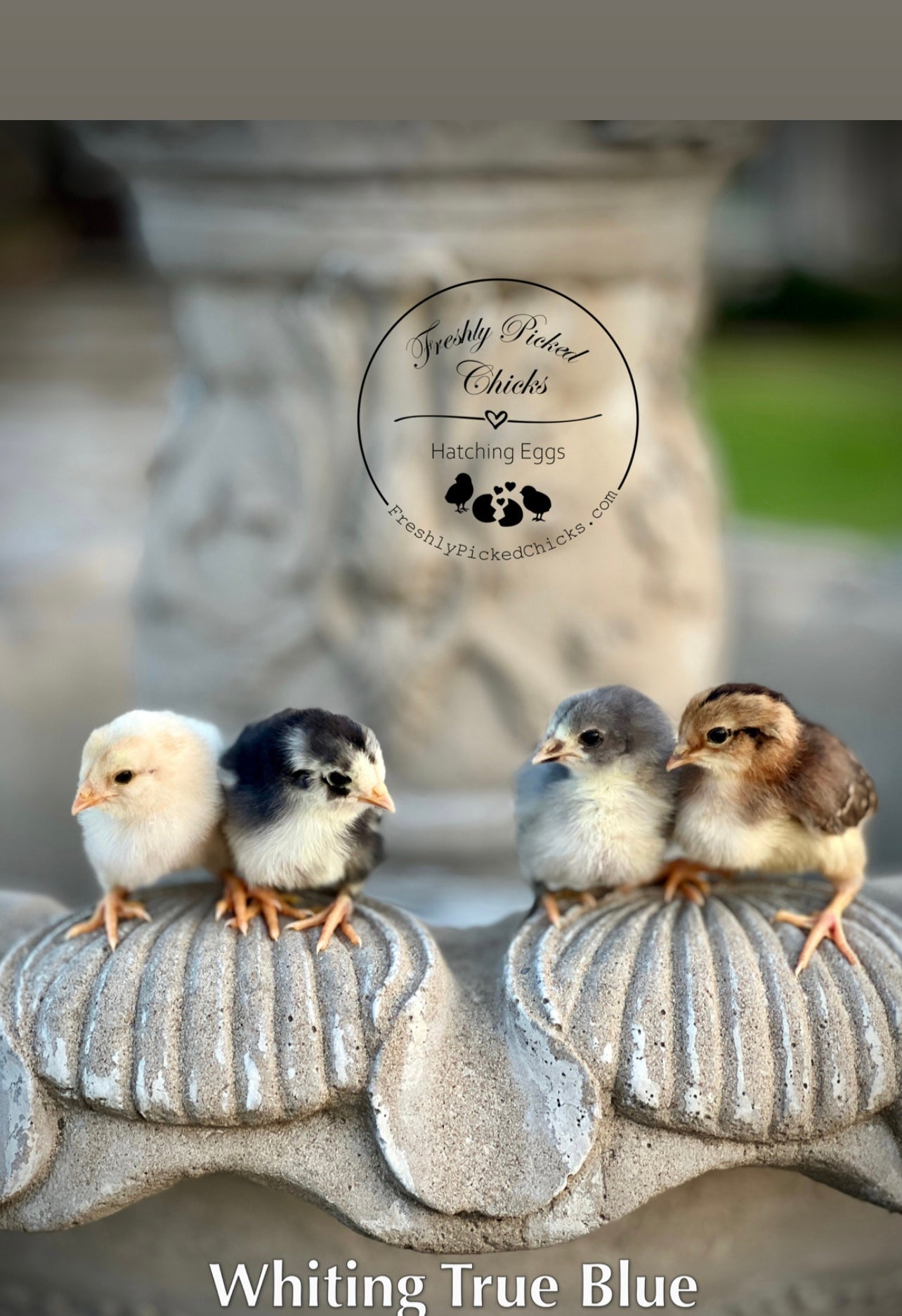 SOLD OUT Chicks Pre-Order – Freshly Picked Chicks
