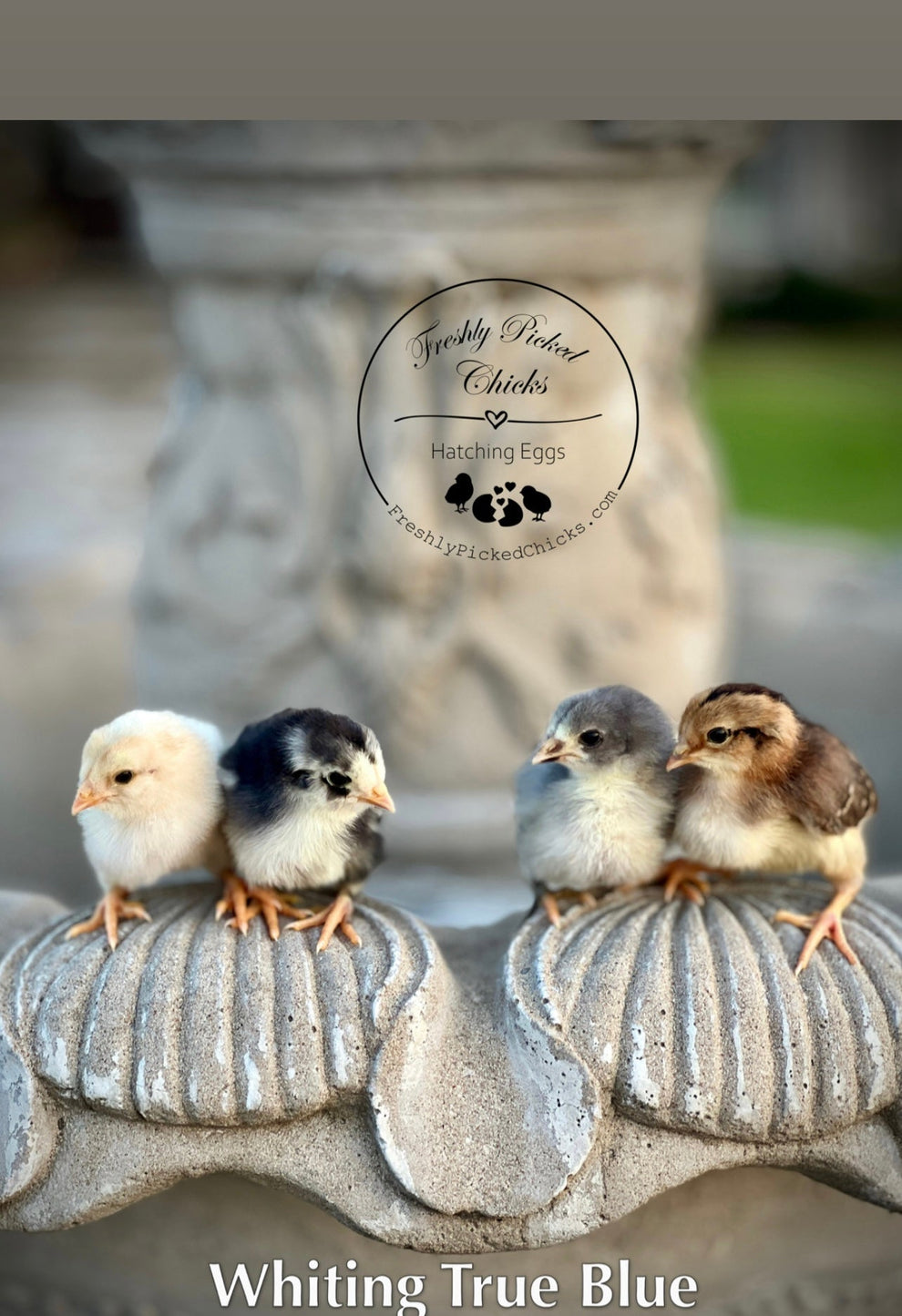Chicks STRAIGHT RUN – Freshly Picked Chicks