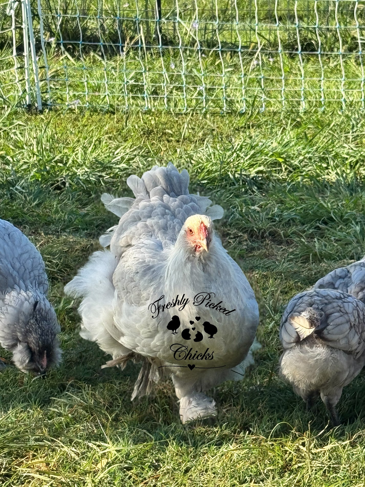 Isabel Brahma – Freshly Picked Chicks