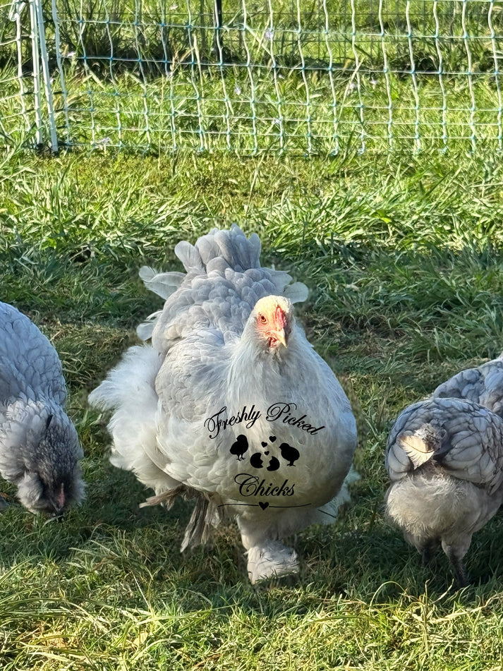 Isabel Brahma – Freshly Picked Chicks