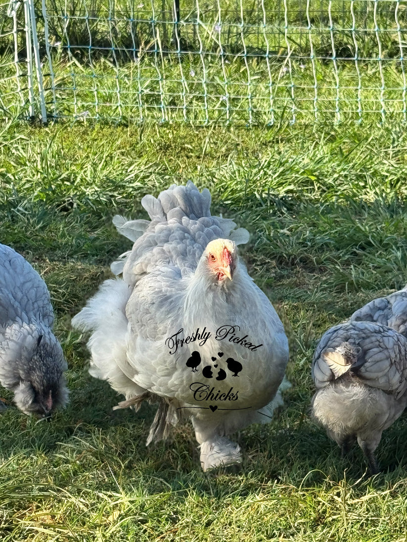 Isabel Brahma – Freshly Picked Chicks