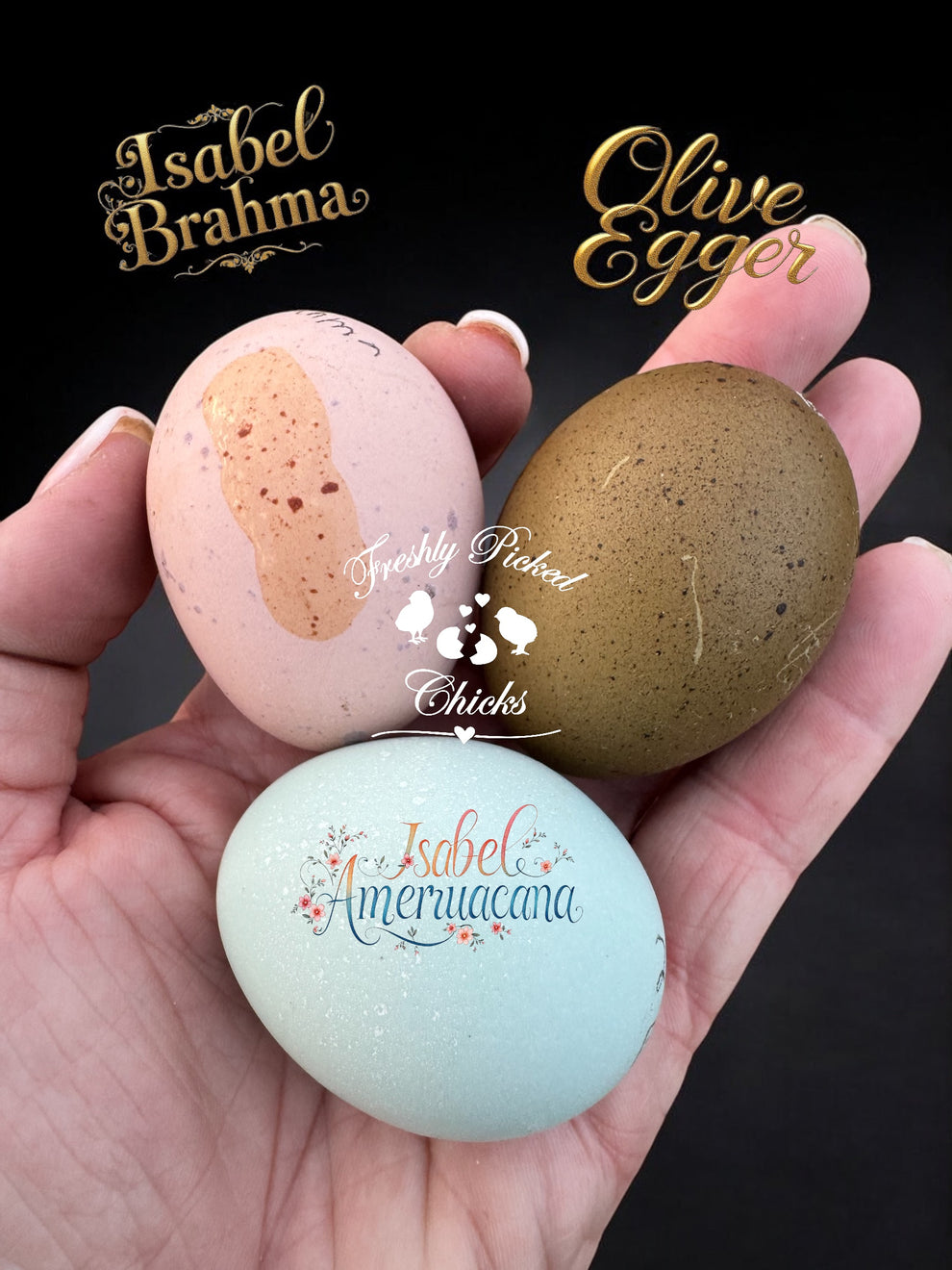 Isabel Brahma – Freshly Picked Chicks