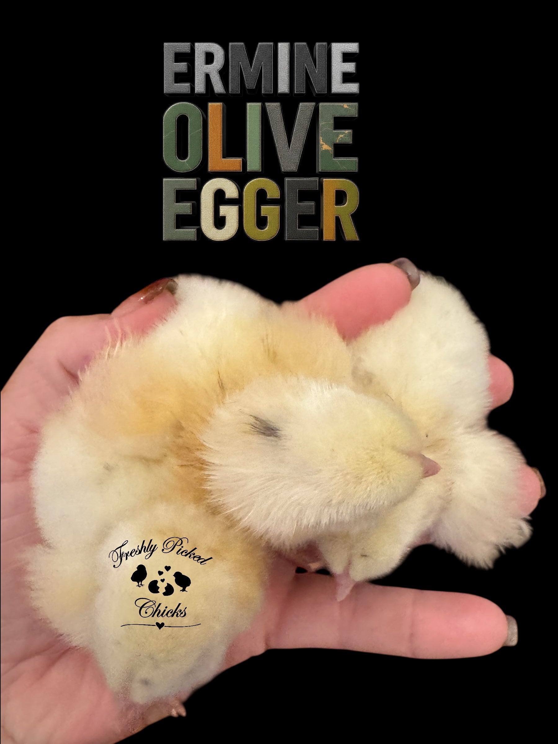 Ermine Olive Eggers – Freshly Picked Chicks