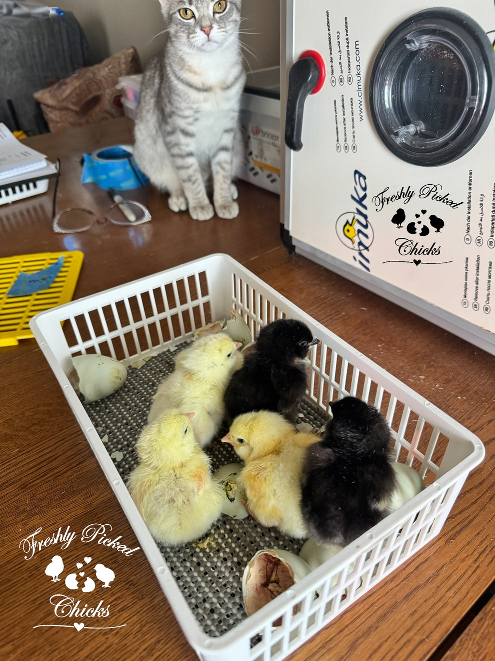 Chicks STRAIGHT RUN – Freshly Picked Chicks