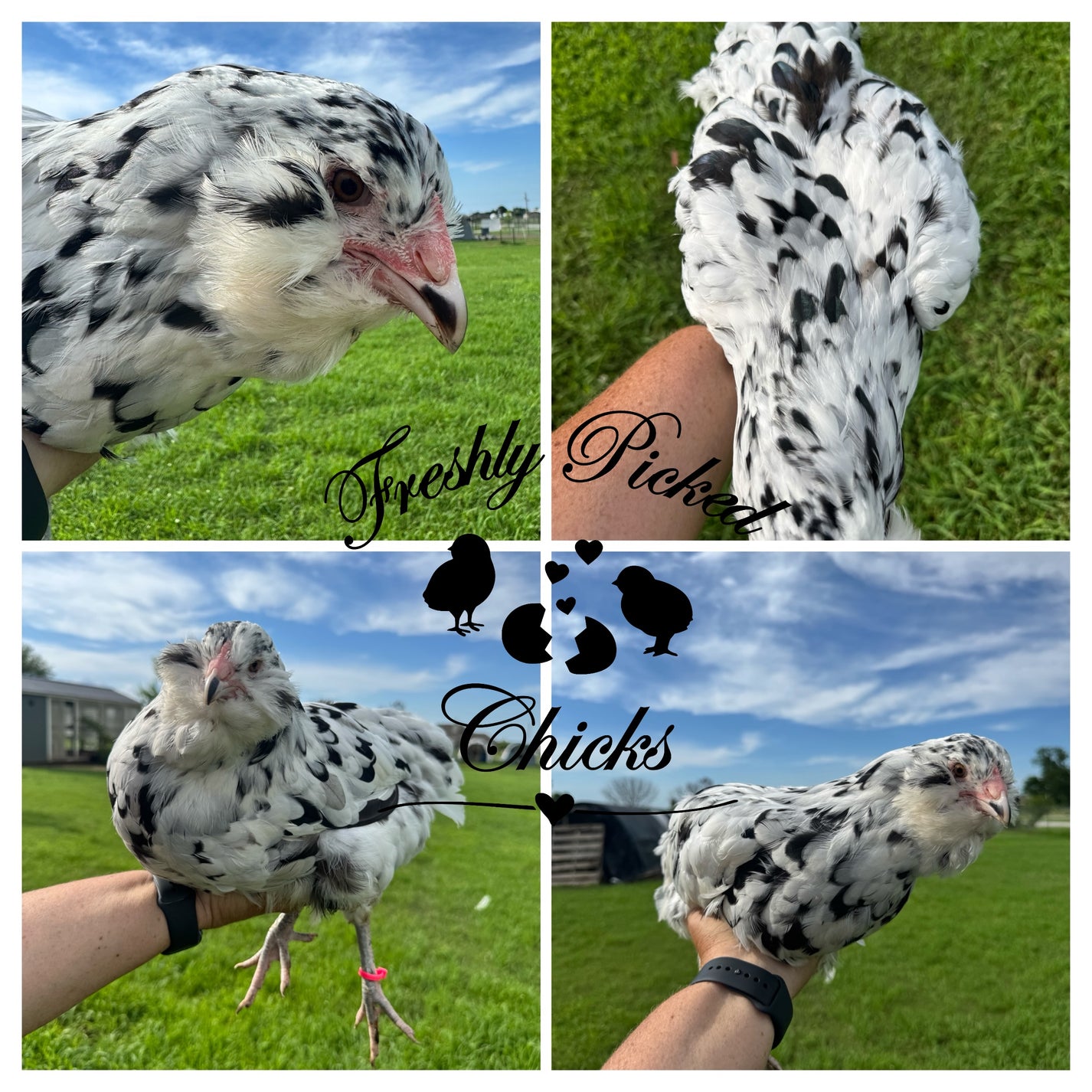 Ameraucana, Ermine – Freshly Picked Chicks