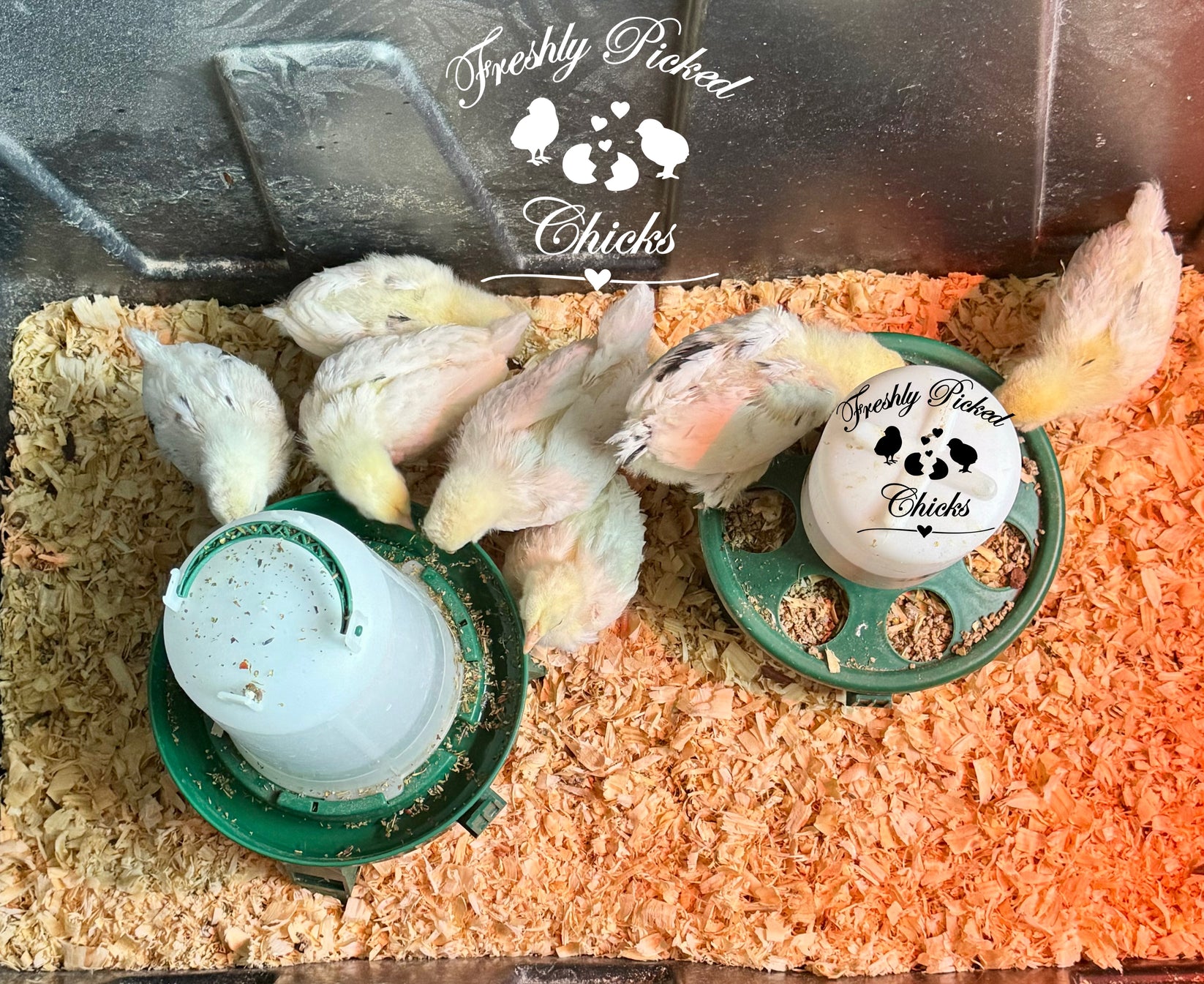 Ameraucana, Ermine – Freshly Picked Chicks