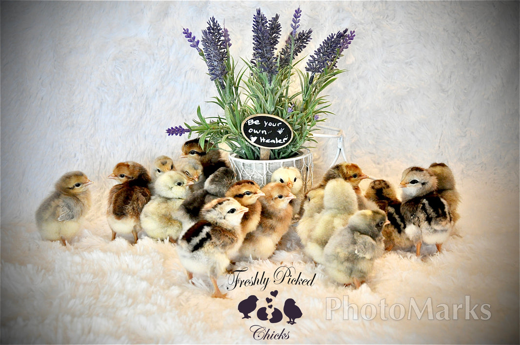SOLD OUT Chicks Pre-Order – Freshly Picked Chicks