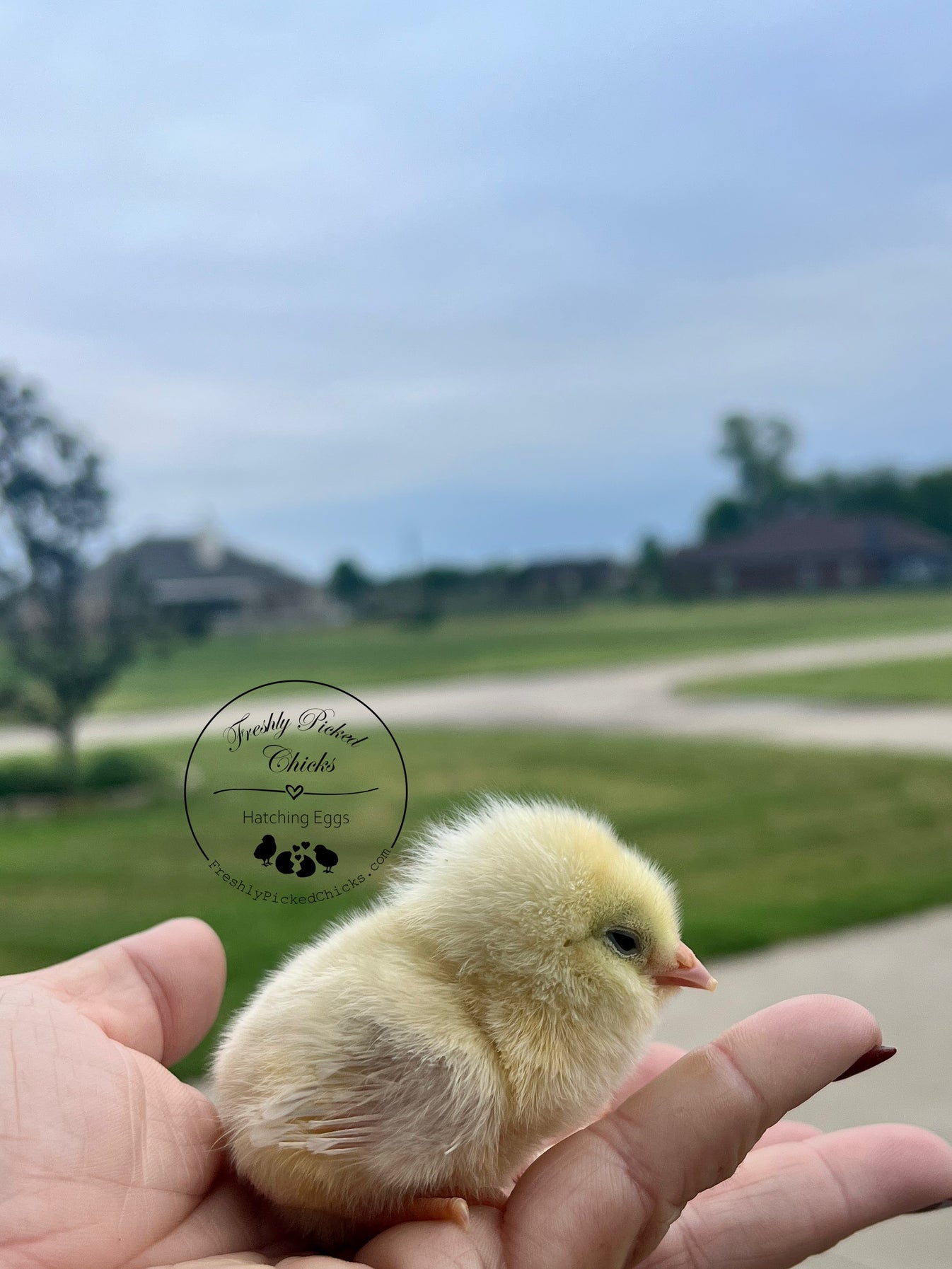 Ameraucana, Isabel – Freshly Picked Chicks