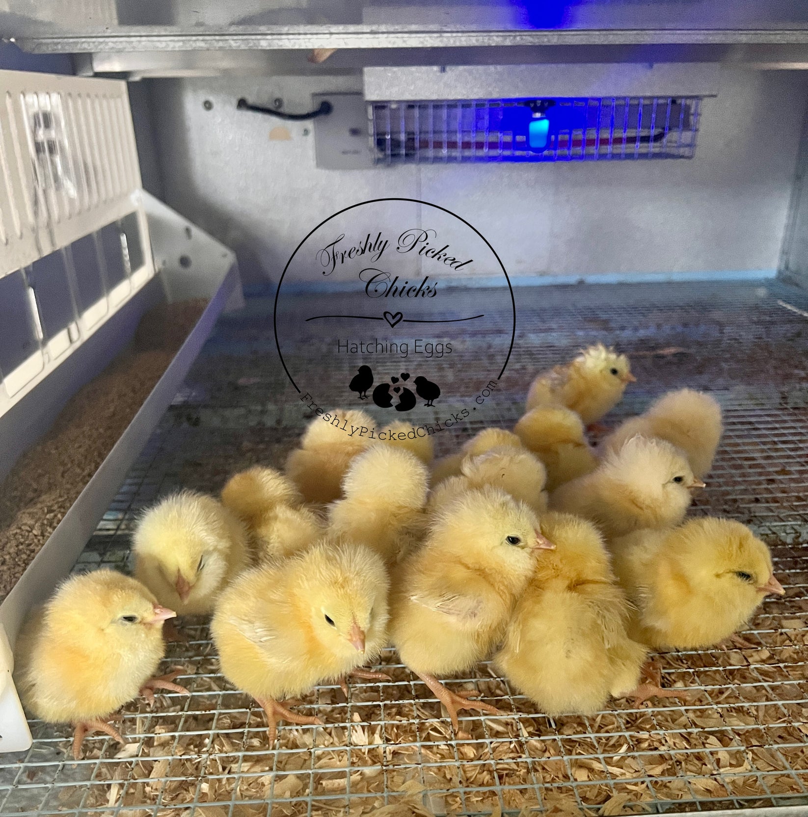Ameraucana, Isabel – Freshly Picked Chicks