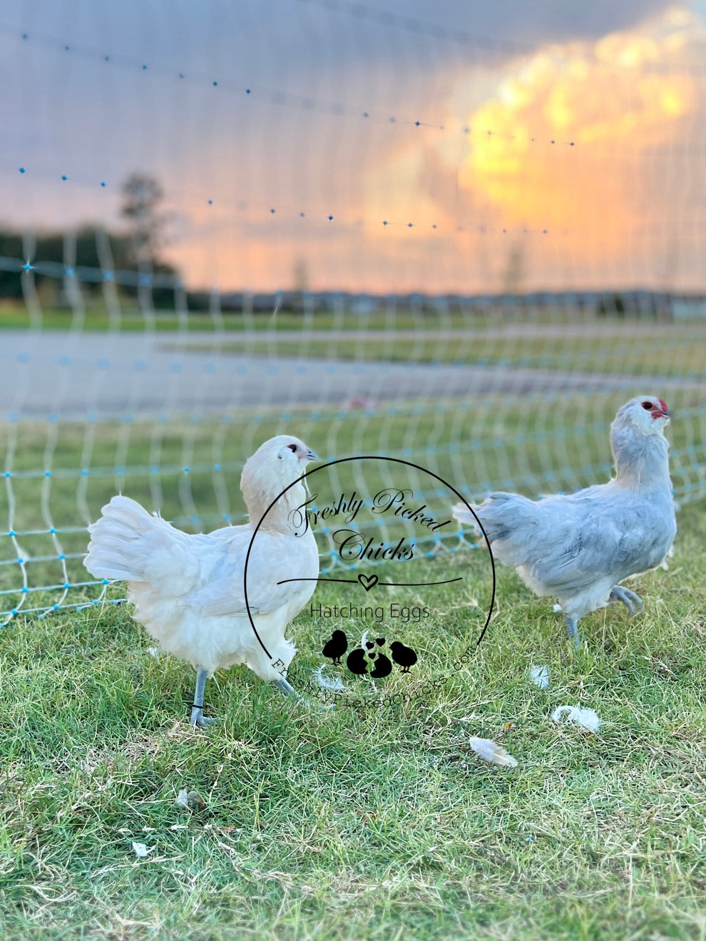 Ameraucana, Isabel – Freshly Picked Chicks