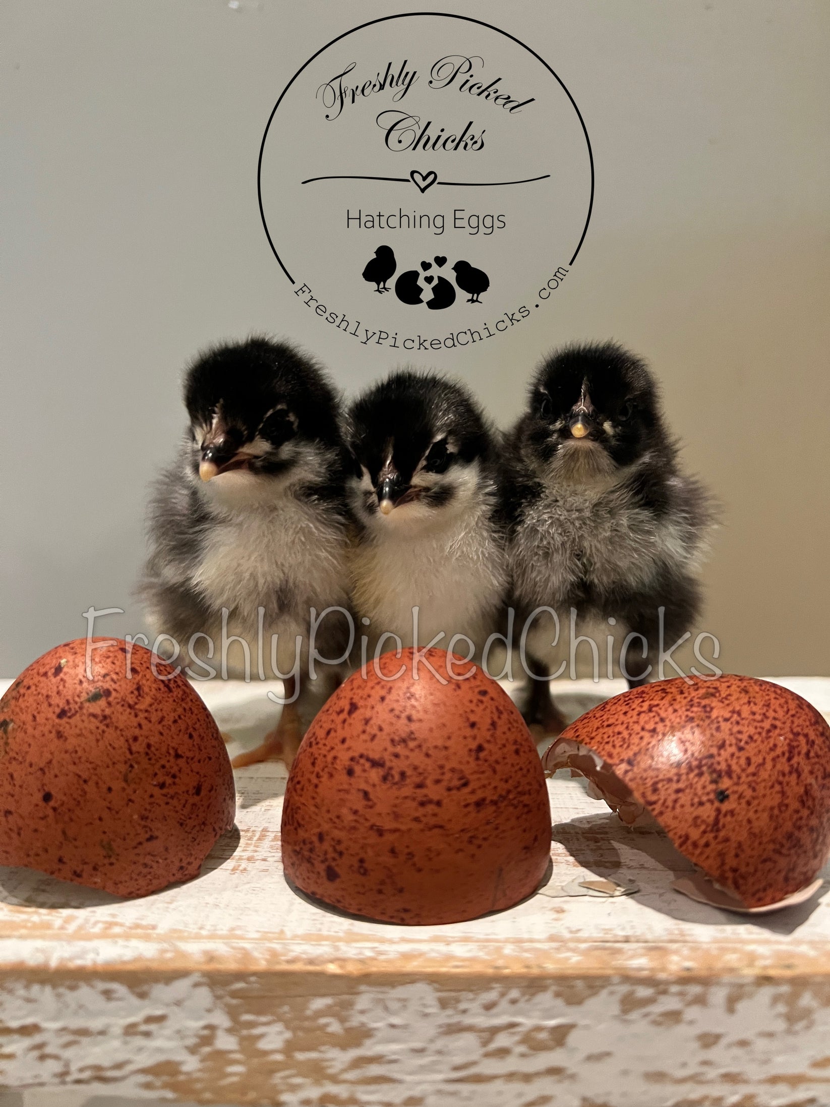 Black Copper Marans Hatching Eggs – Freshly Picked Chicks