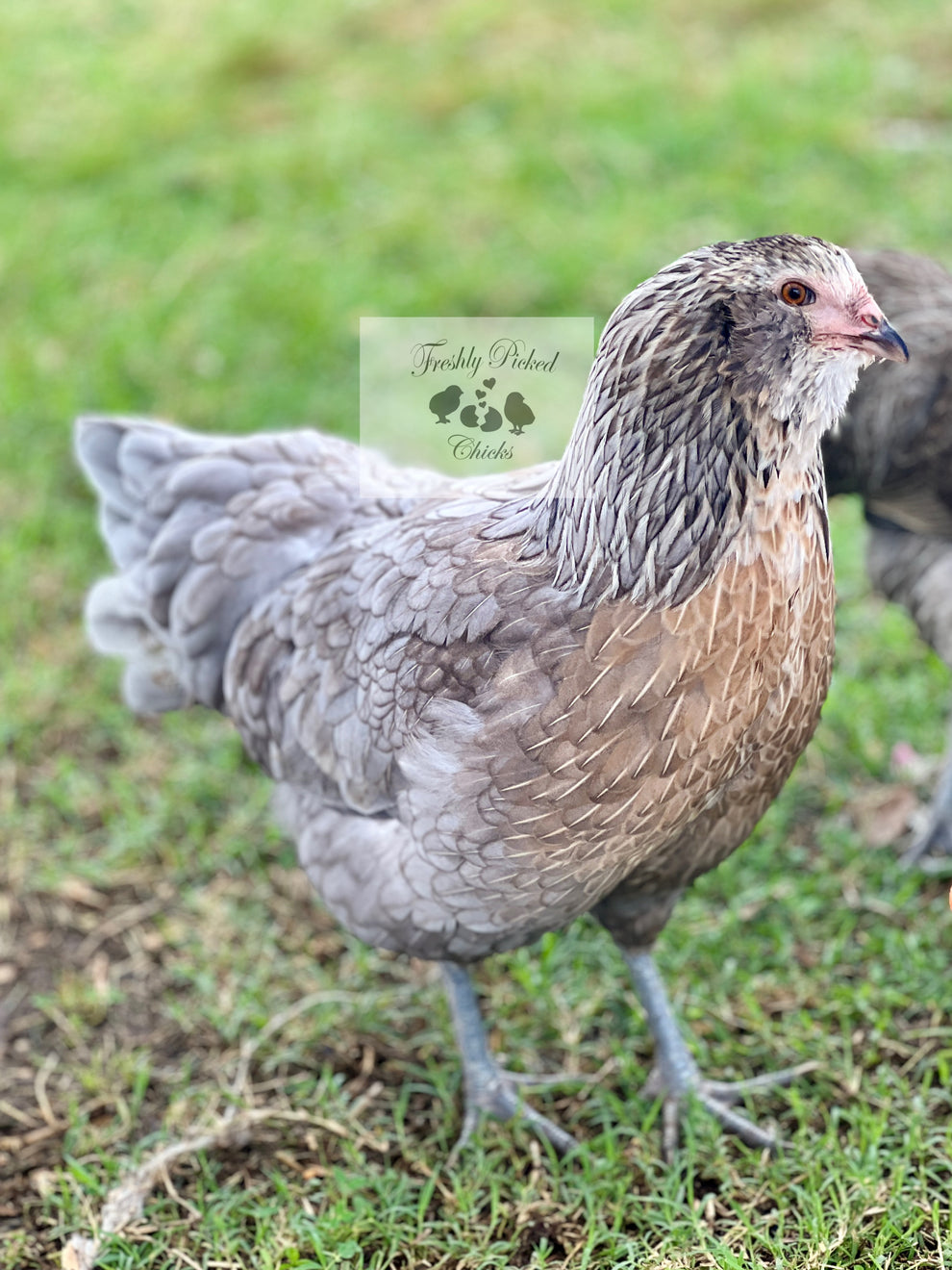 Ameraucana, Silver – Freshly Picked Chicks