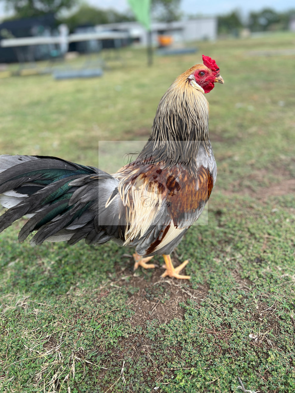 Whiting True Blue Hatching Eggs – Freshly Picked Chicks