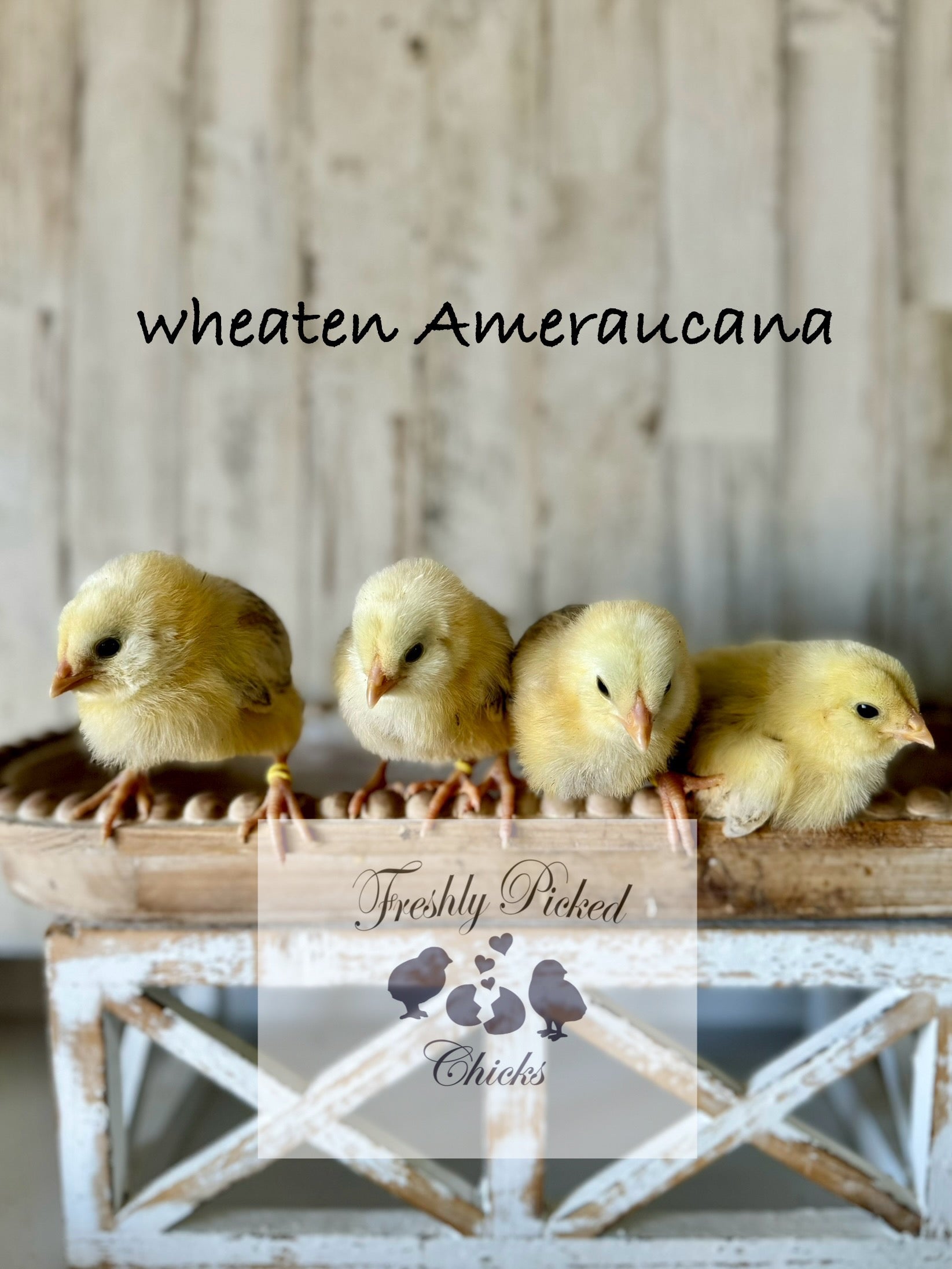 Ameraucana, Wheaten/Blue Wheaten – Freshly Picked Chicks