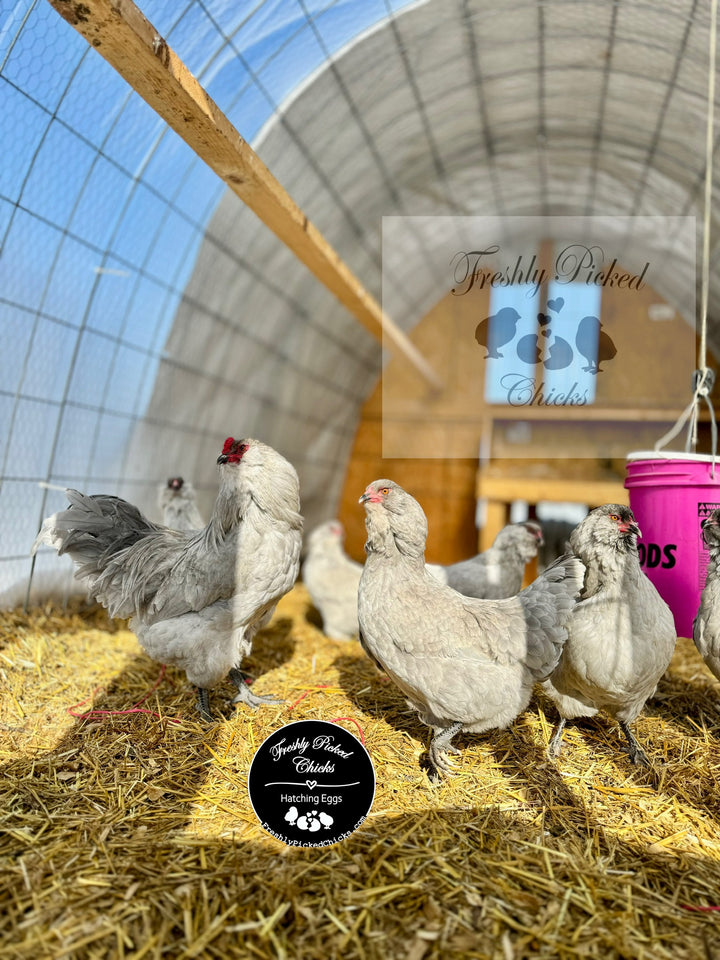 Freshly Picked Chicks | Colorful Eggs, Rare Breeds & Genetics