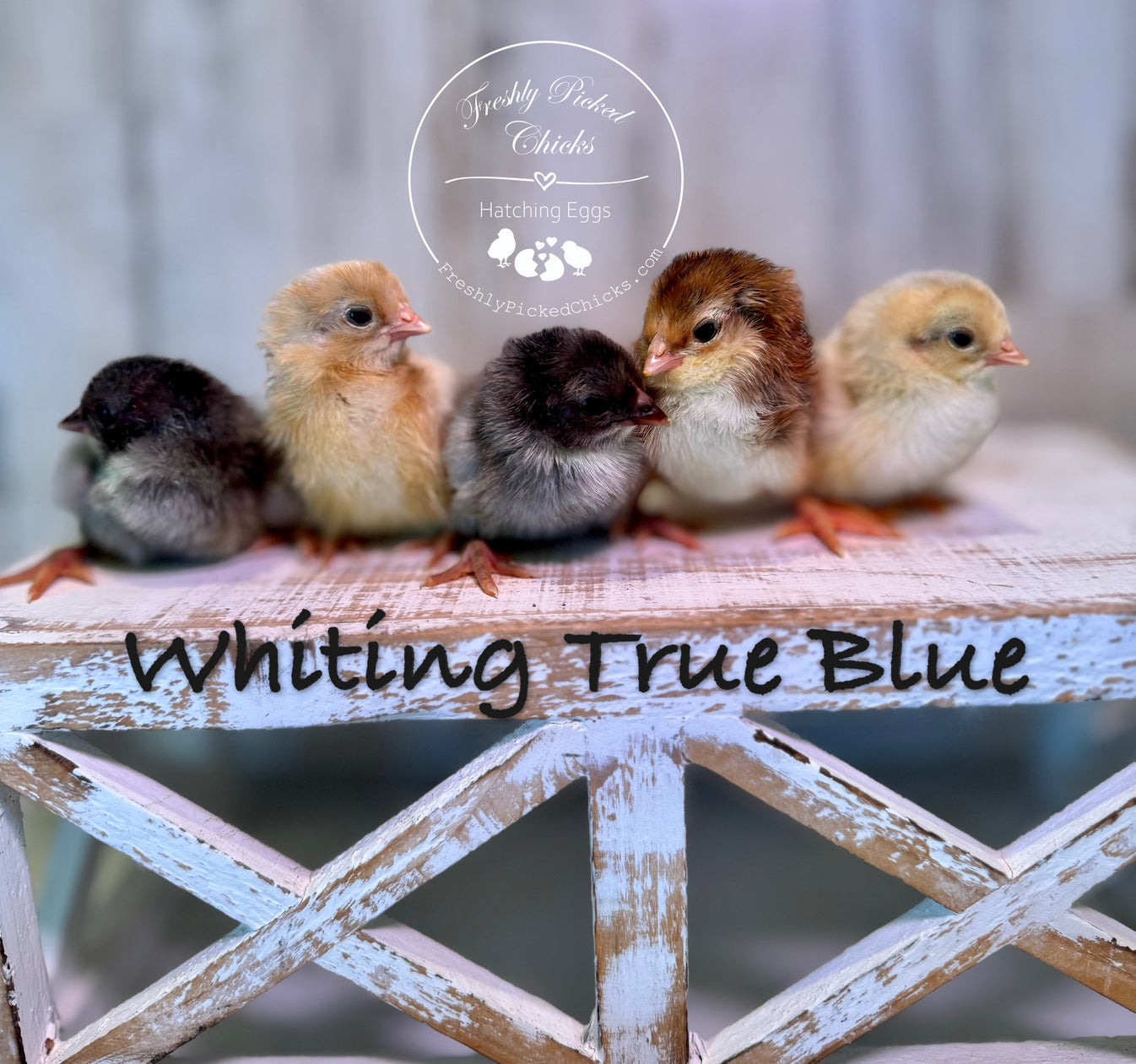 Whiting True Blue Hatching Eggs – Freshly Picked Chicks