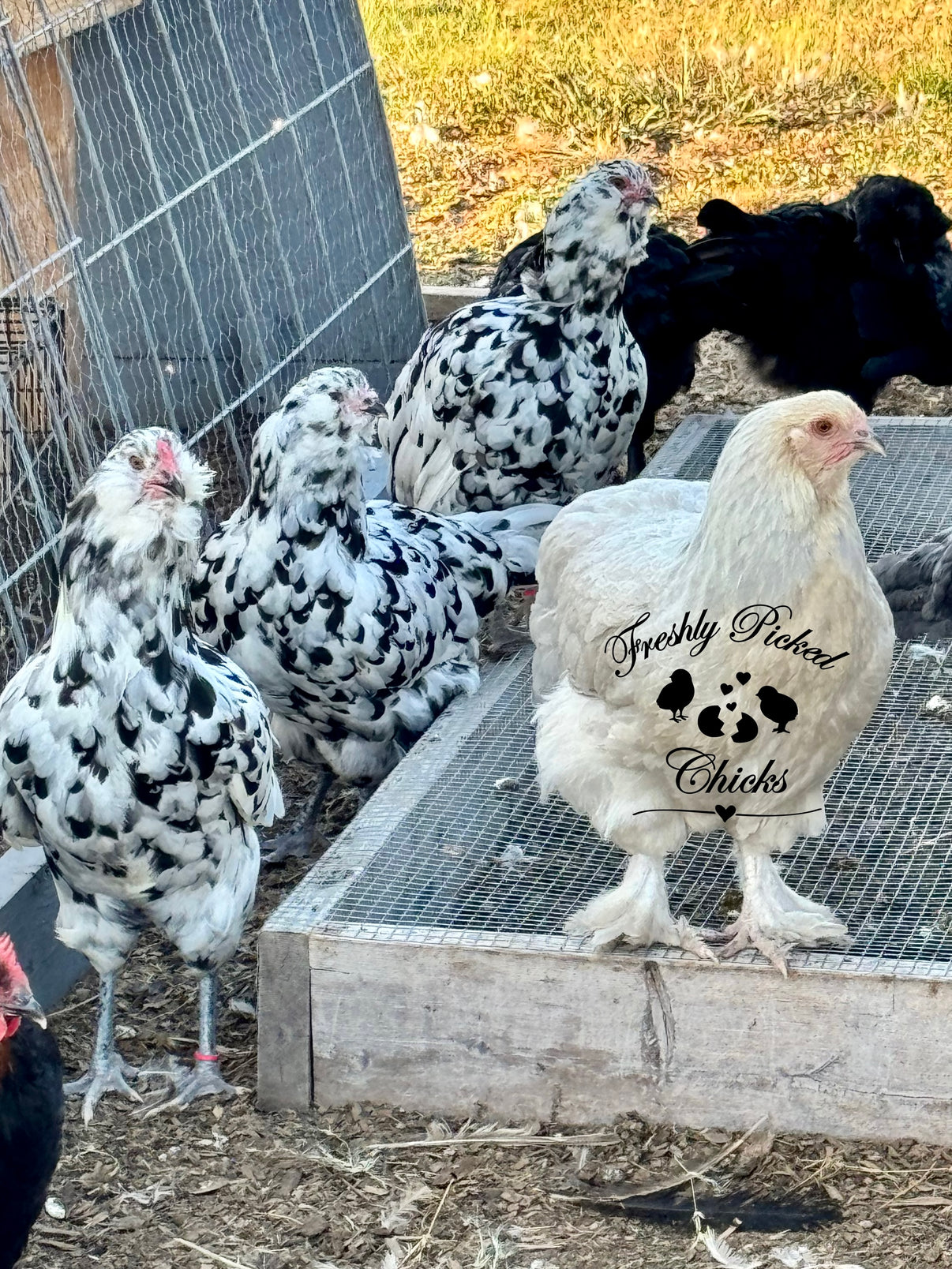 Ameraucana, Ermine – Freshly Picked Chicks