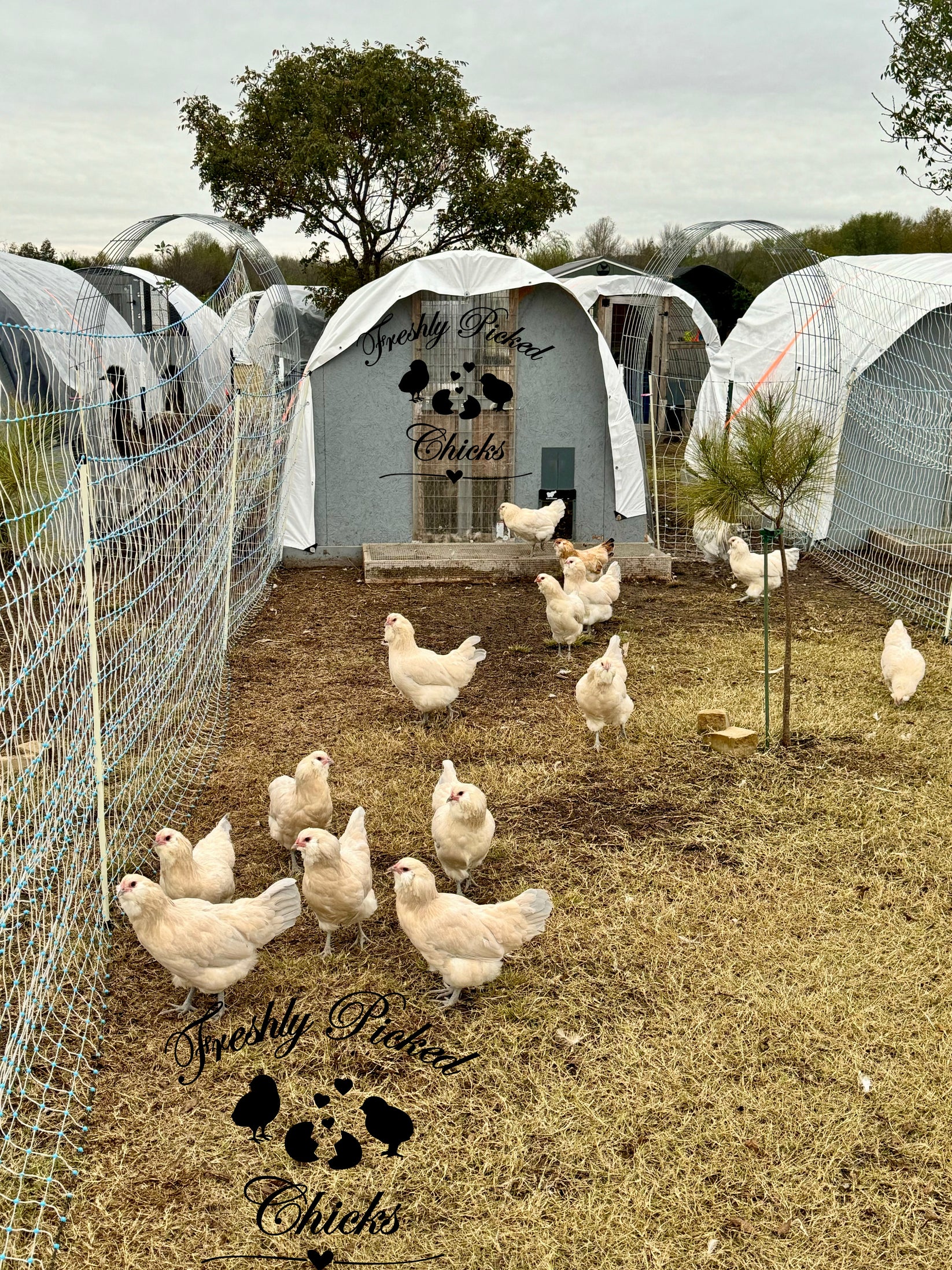 Ameraucana, Isabel – Freshly Picked Chicks
