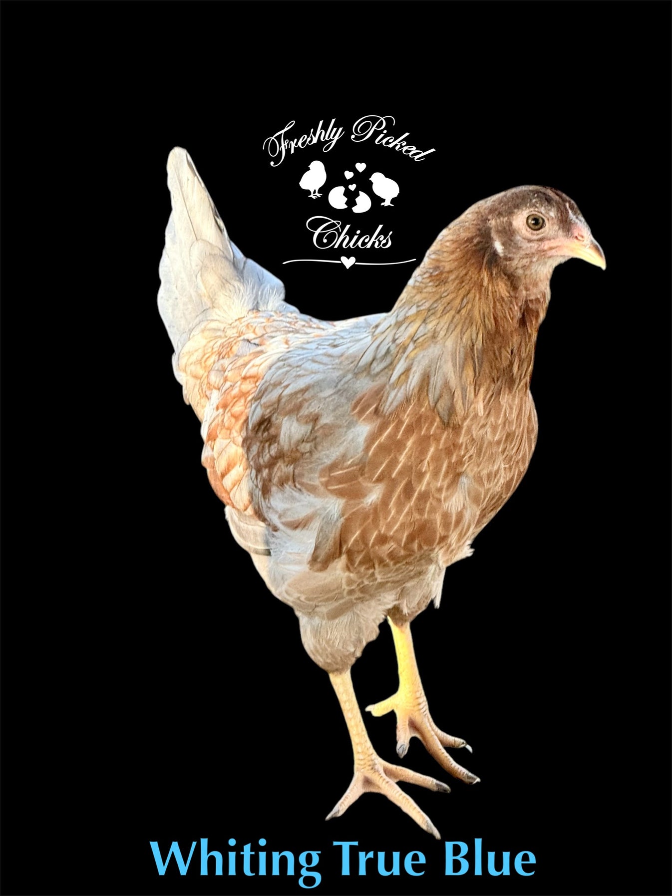 Whiting True Blue Hatching Eggs – Freshly Picked Chicks