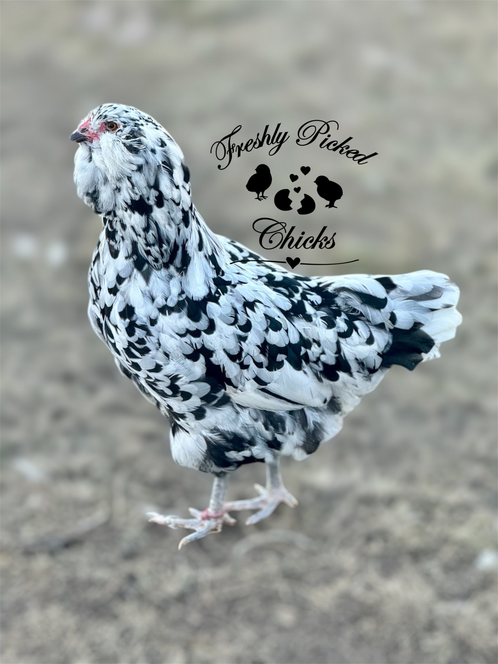 Ameraucana, Ermine – Freshly Picked Chicks
