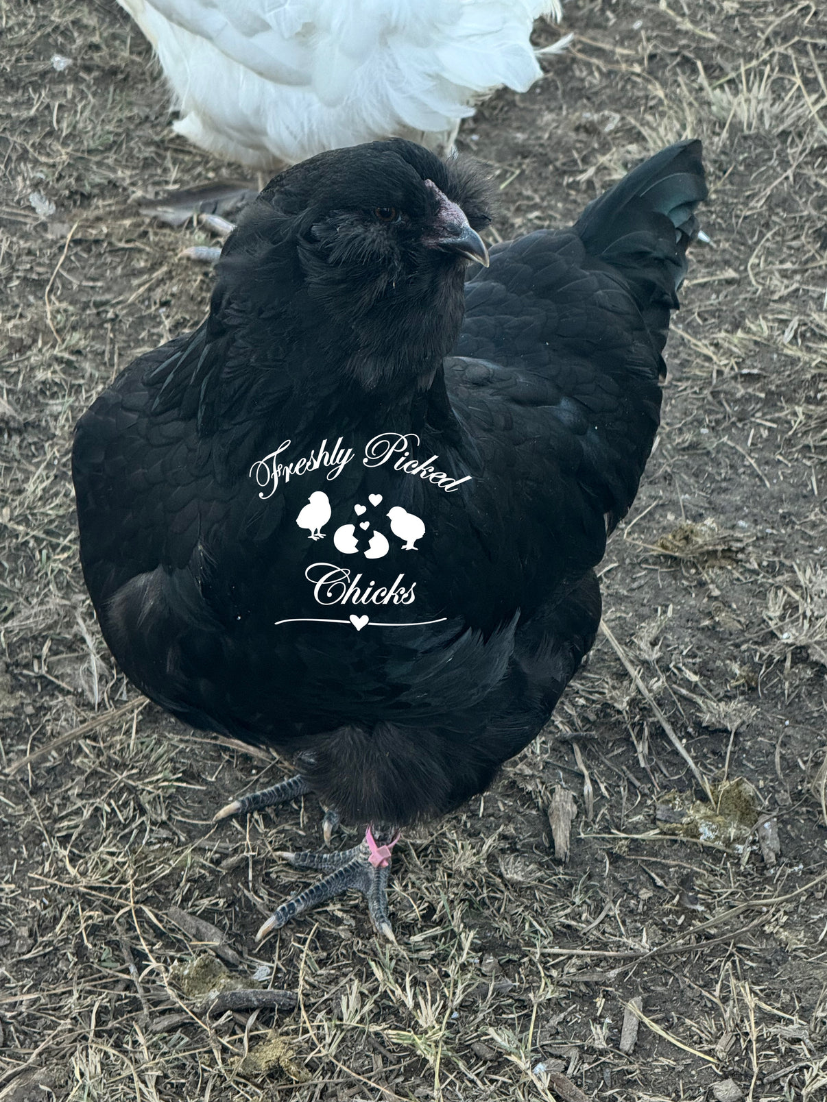 Ameraucana, Ermine – Freshly Picked Chicks