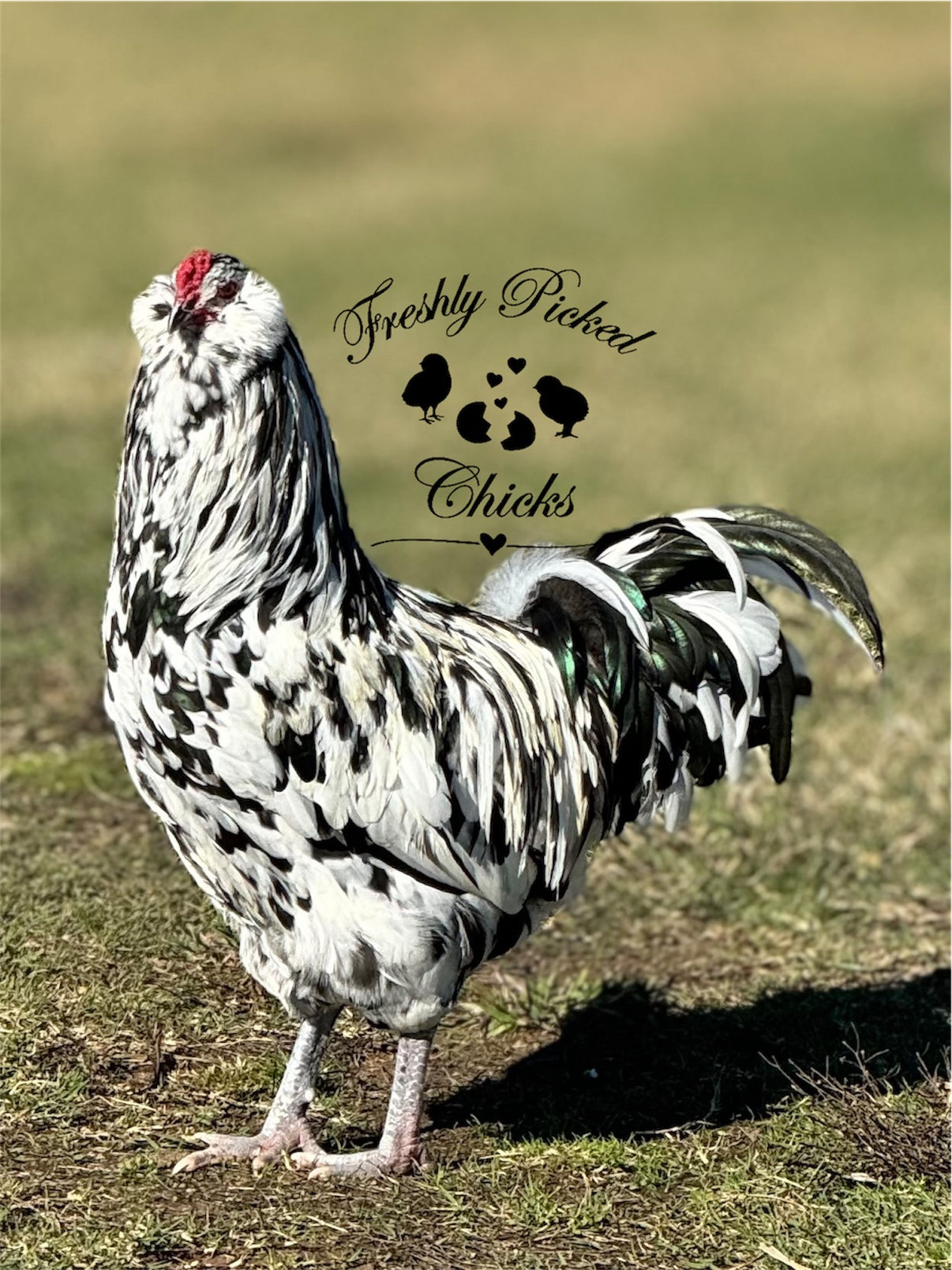 Ameraucana, Ermine – Freshly Picked Chicks