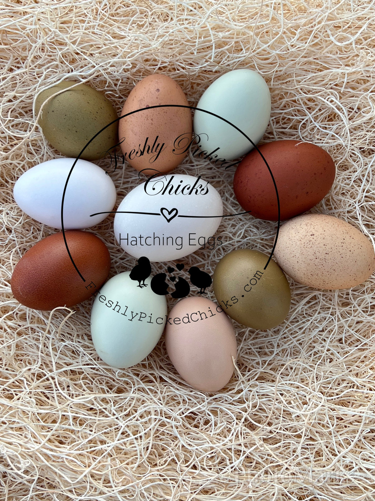 Rainbow PUREBRED Eggs – Freshly Picked Chicks