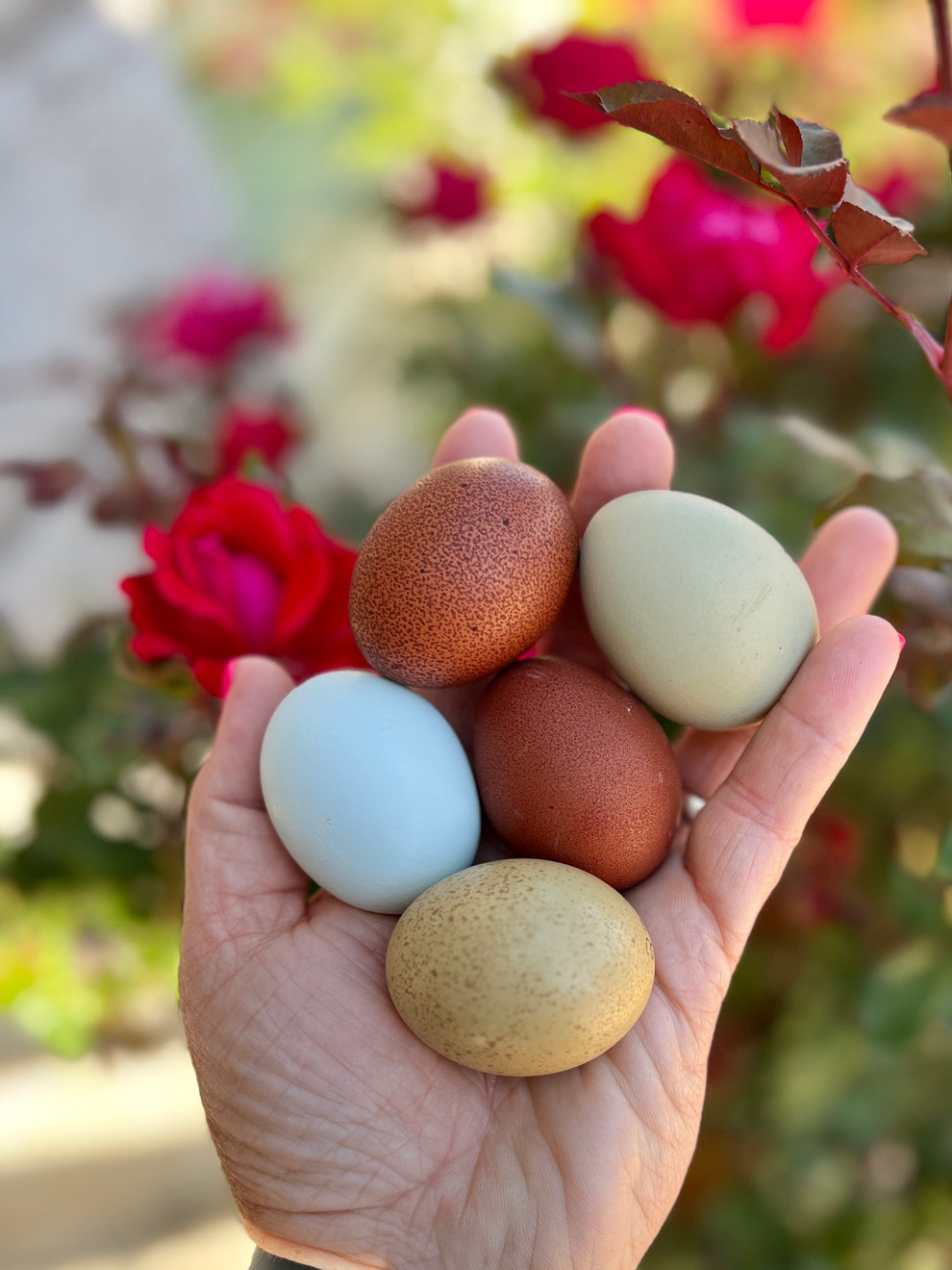 Rainbow PUREBRED Eggs – Freshly Picked Chicks