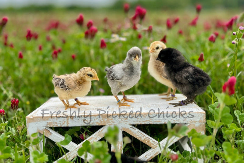 Freshly Picked Chicks | Colorful Eggs, Rare Breeds & Genetics