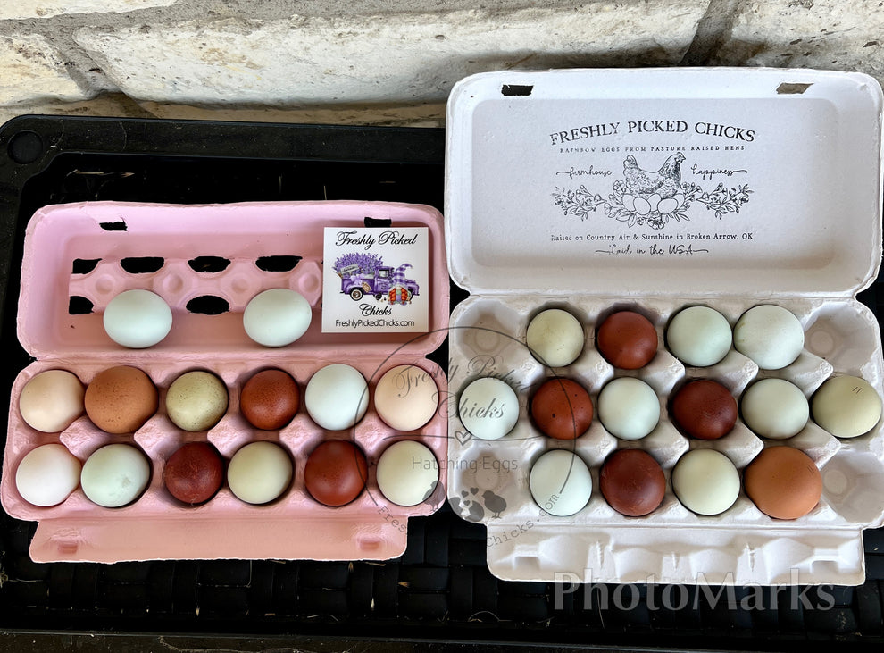 Rainbow PUREBRED Eggs – Freshly Picked Chicks