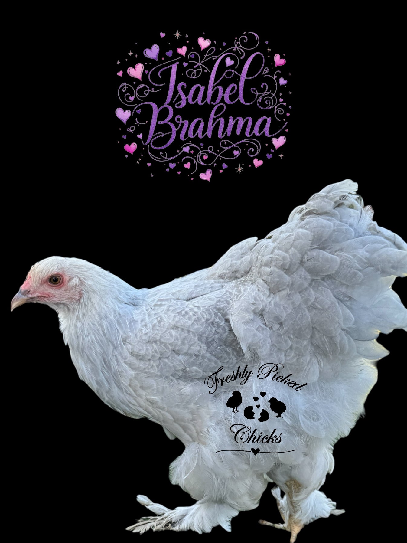 Isabel Brahma – Freshly Picked Chicks