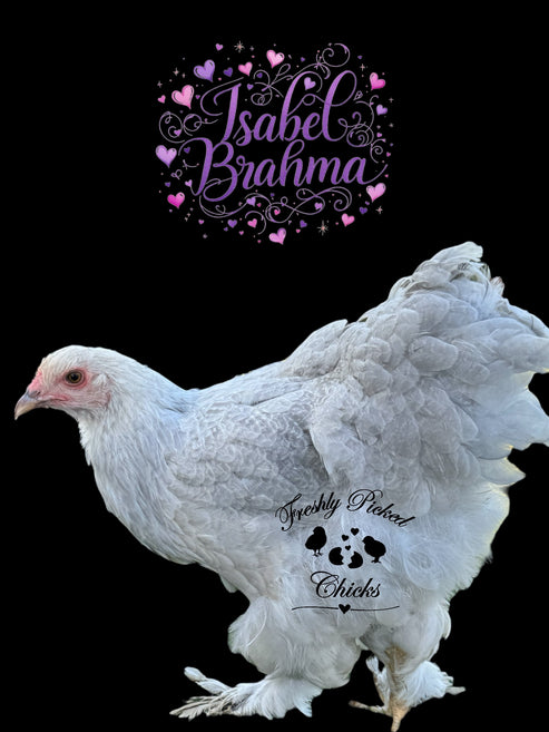 Isabel Brahma – Freshly Picked Chicks