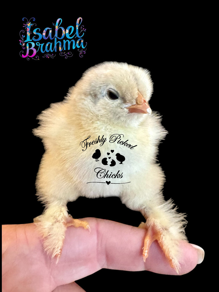 Isabel Brahma – Freshly Picked Chicks