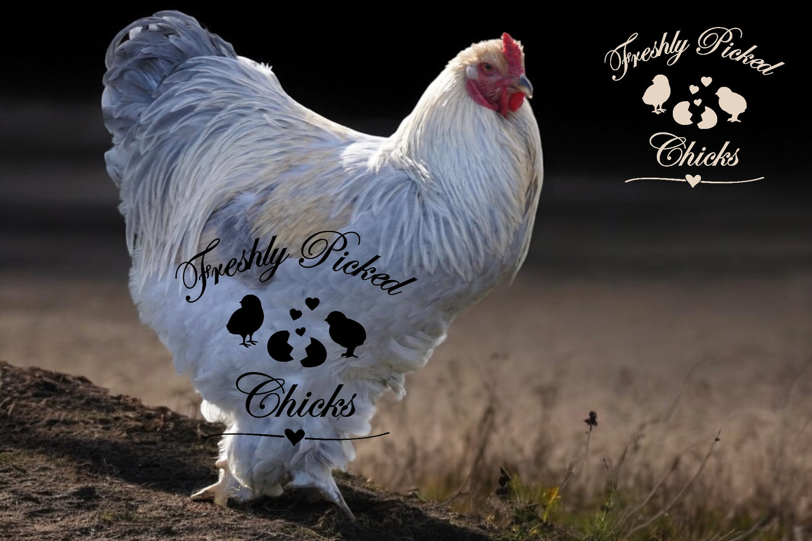 Isabel Brahma – Freshly Picked Chicks