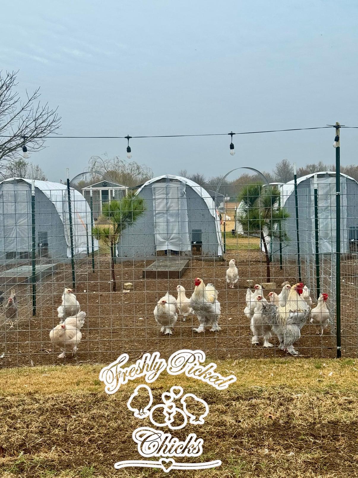 Isabel Brahma – Freshly Picked Chicks
