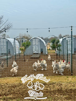Isabel Brahma – Freshly Picked Chicks