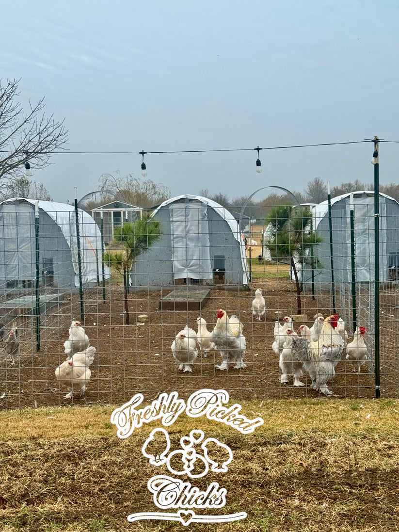 Isabel Brahma – Freshly Picked Chicks