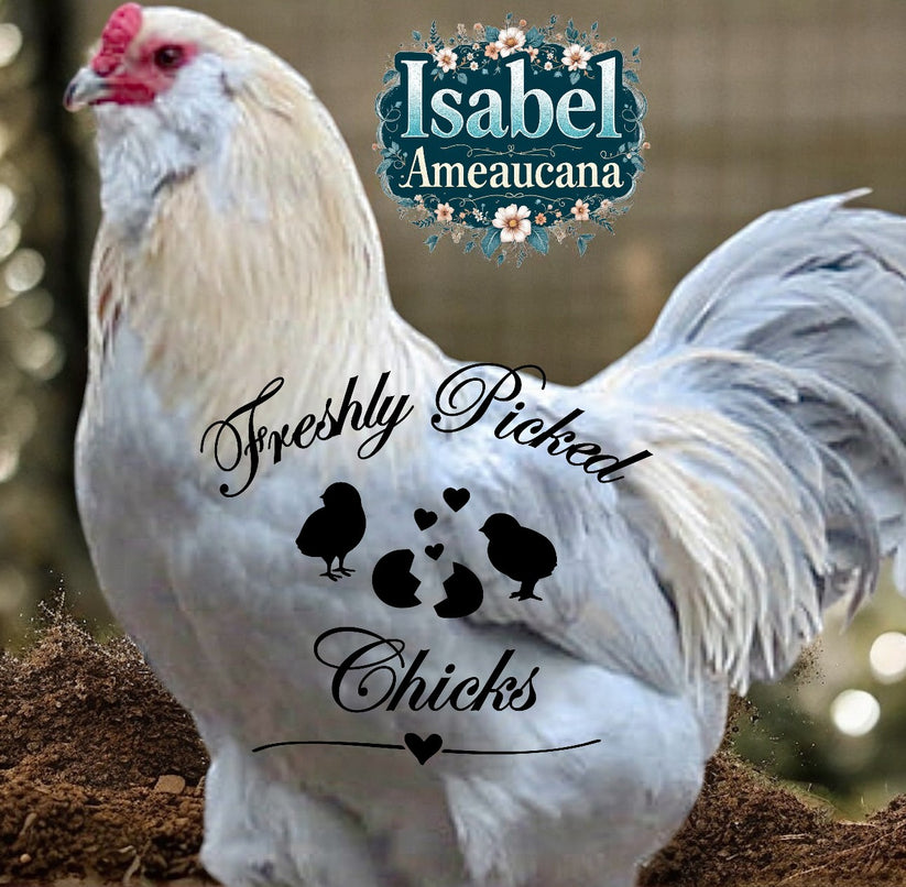 Ameraucana, Isabel – Freshly Picked Chicks