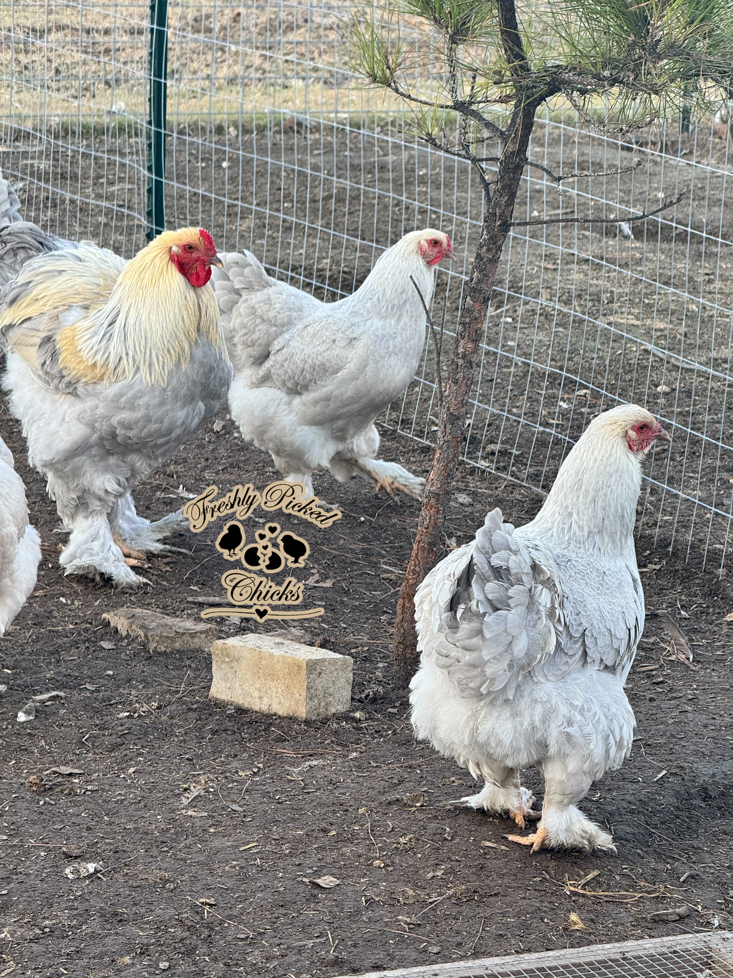 Isabel Brahma – Freshly Picked Chicks