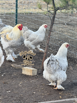 Isabel Brahma – Freshly Picked Chicks