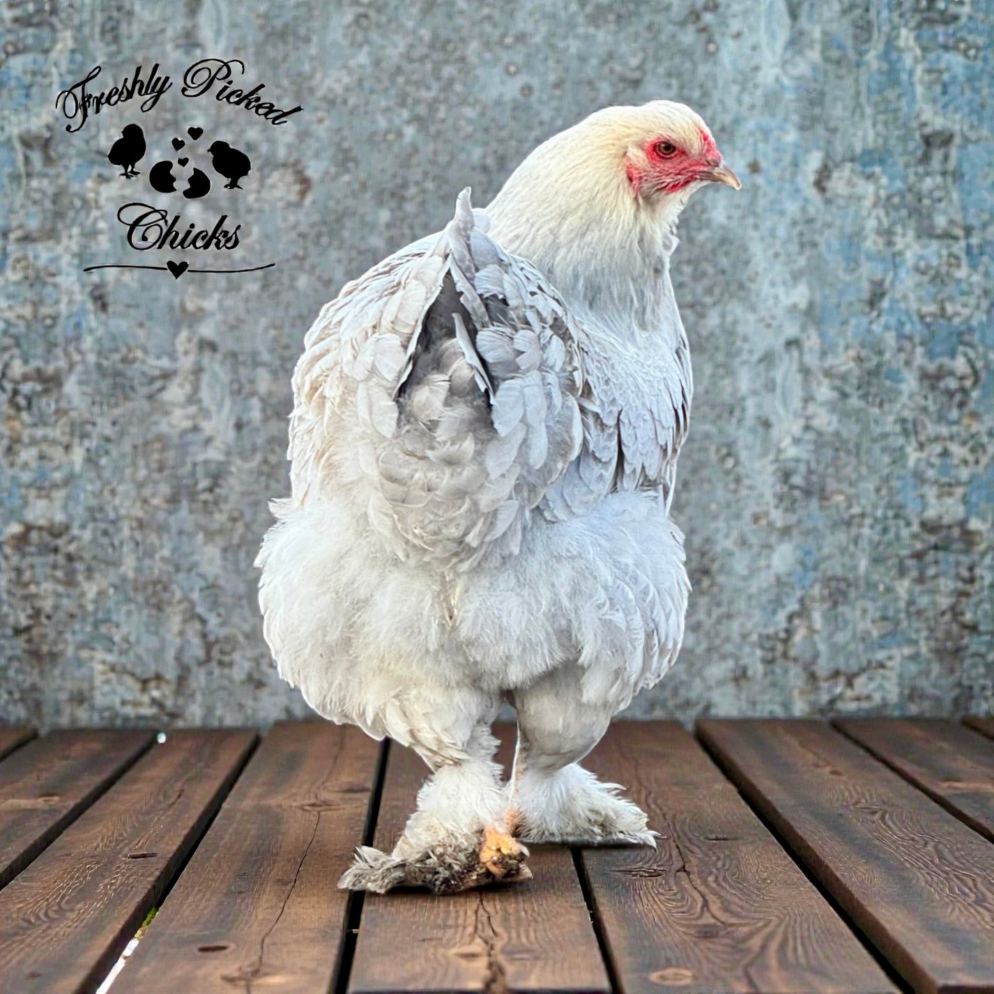Isabel Brahma – Freshly Picked Chicks
