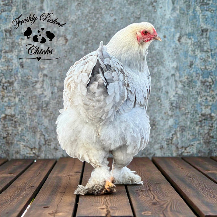 Isabel Brahma – Freshly Picked Chicks