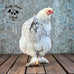 Isabel Brahma – Freshly Picked Chicks