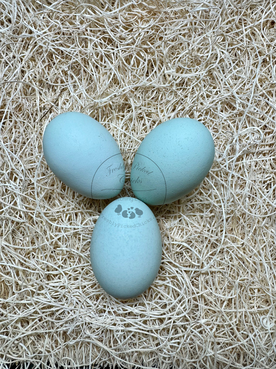 Freshly Picked Chicks | Colorful Eggs, Rare Breeds & Genetics