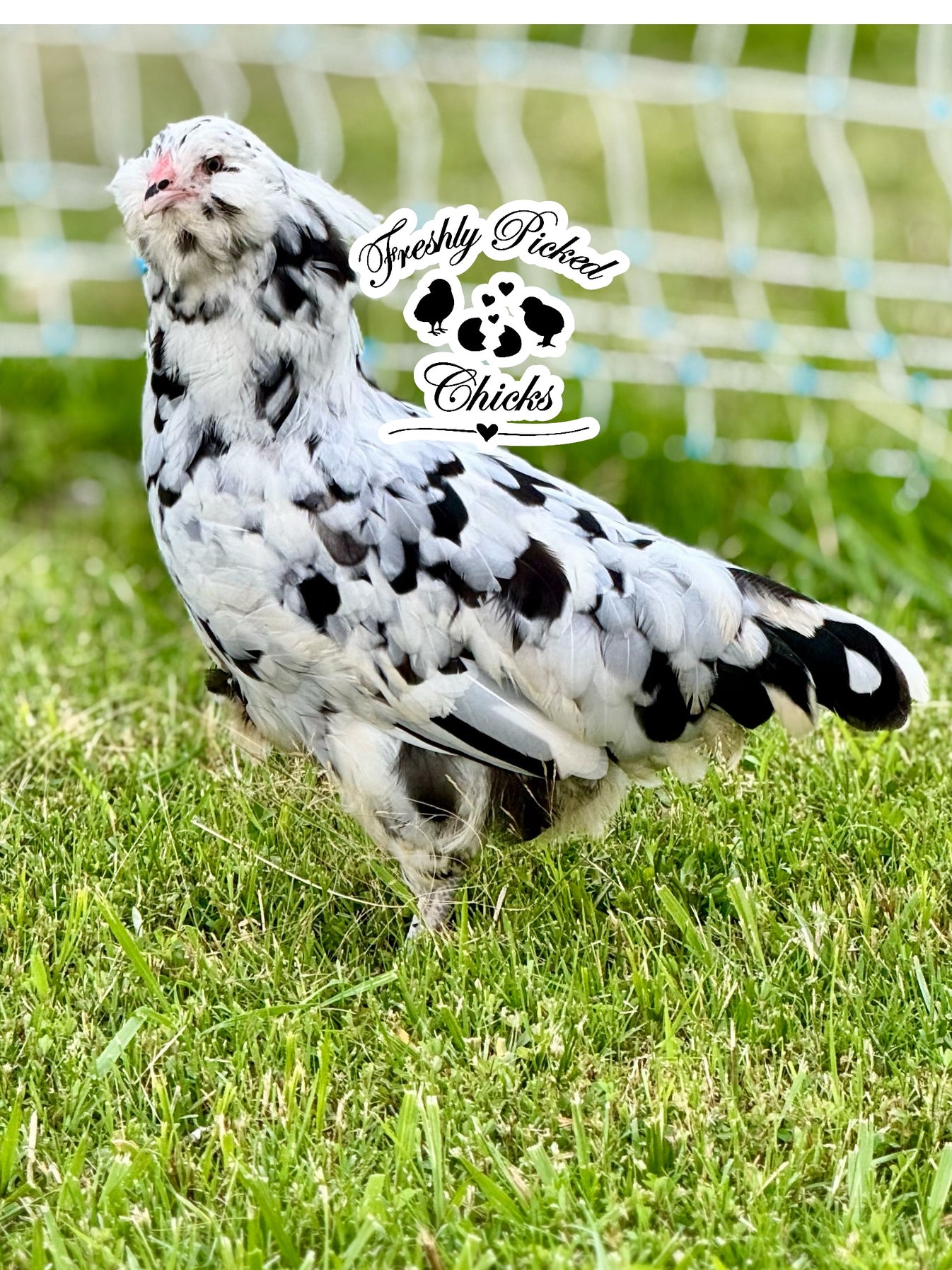 Ameraucana, Ermine – Freshly Picked Chicks