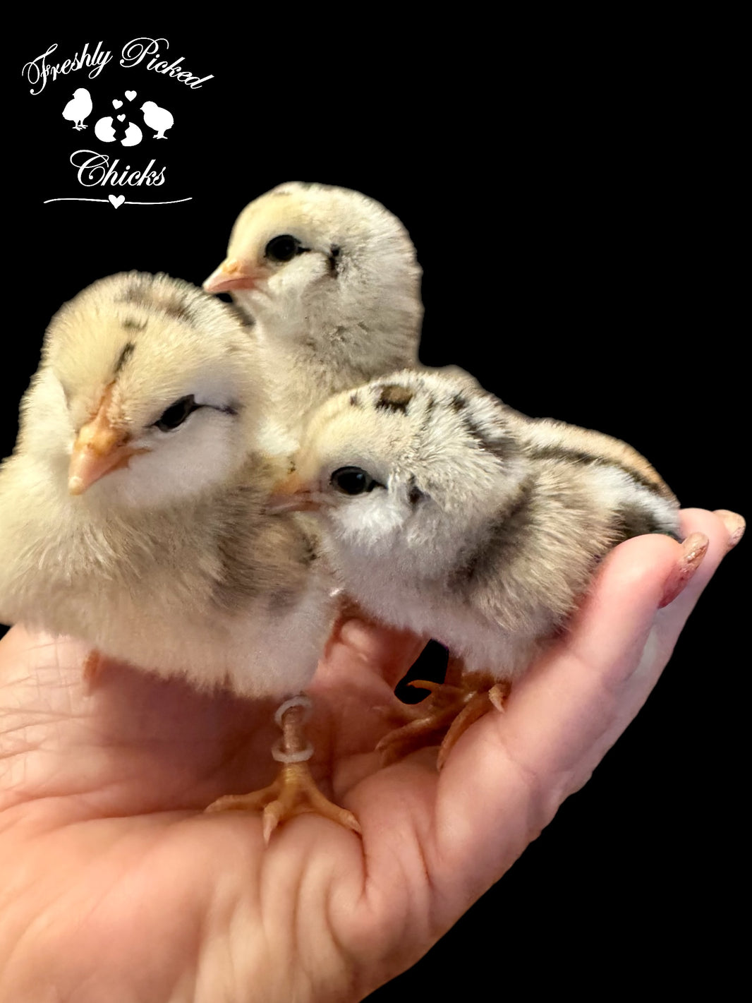 Freshly Picked Chicks | Colorful Eggs, Rare Breeds & Genetics