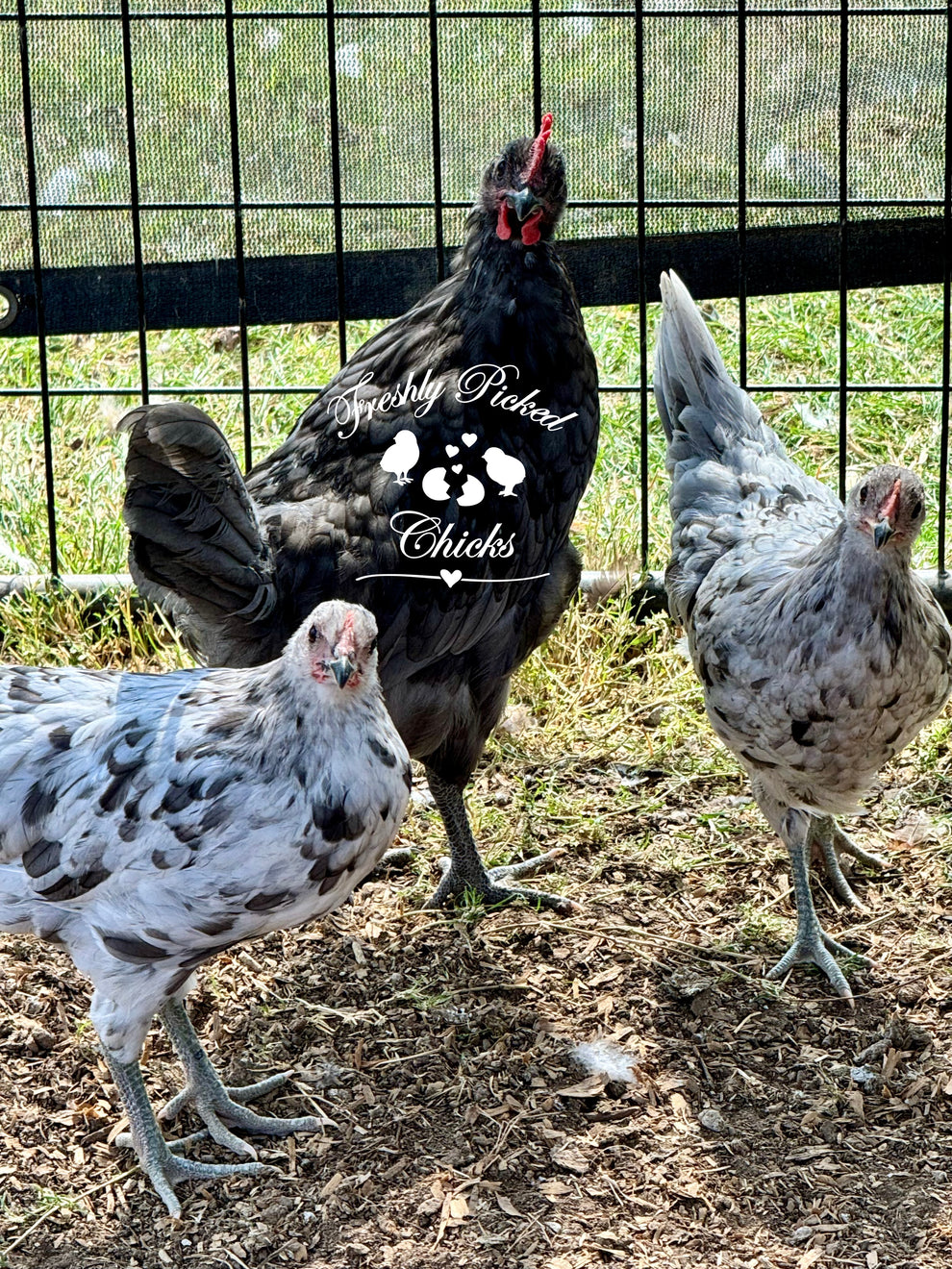 Silverudd Blue – Freshly Picked Chicks