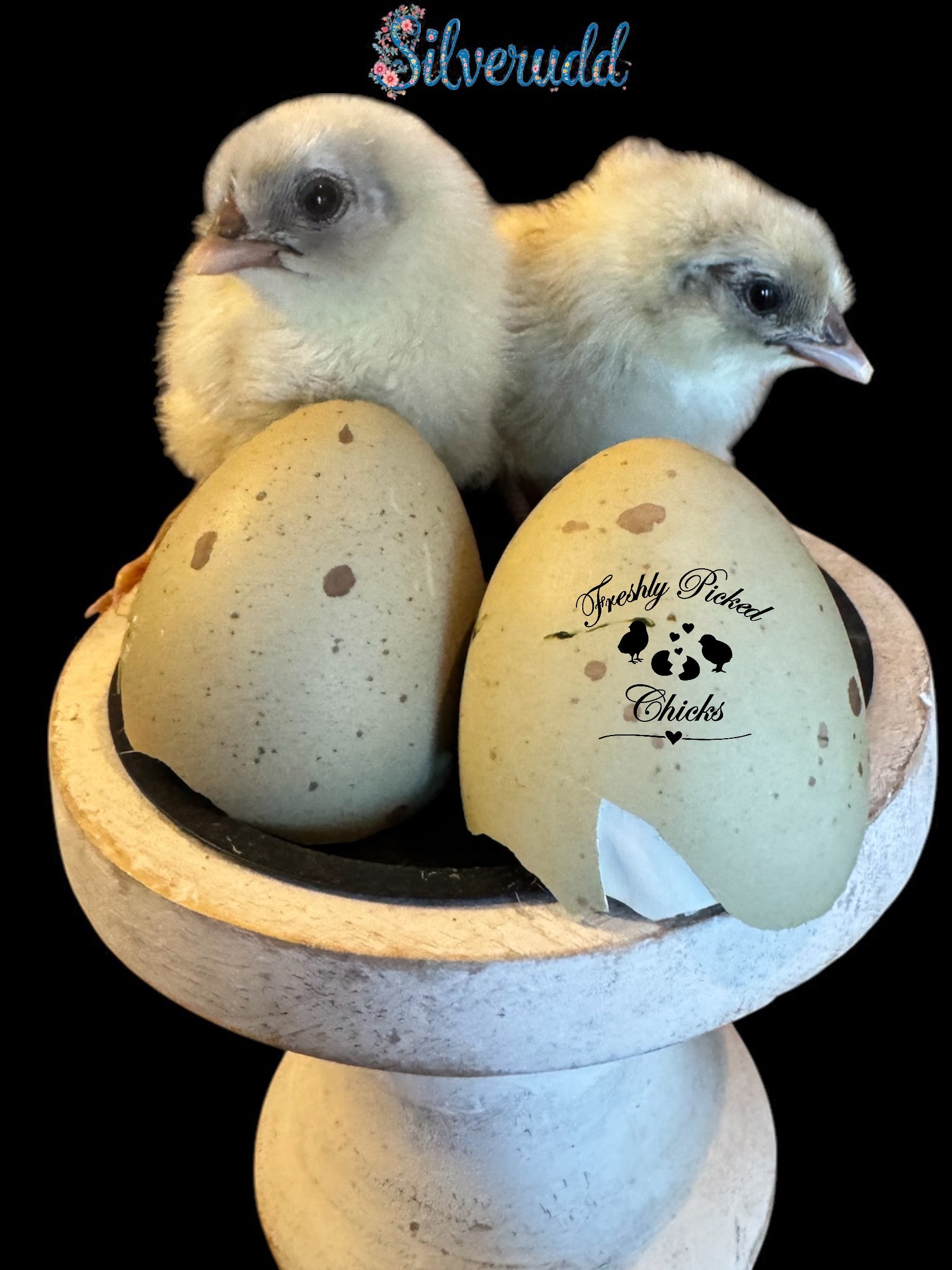 Silverudd Blue – Freshly Picked Chicks