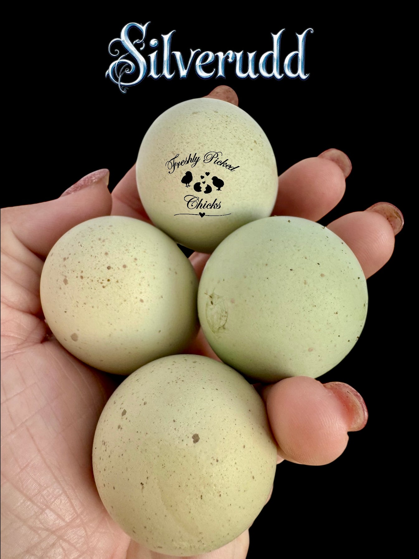 Silverudd Blue – Freshly Picked Chicks