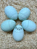 Whiting True Blue Hatching Eggs – Freshly Picked Chicks